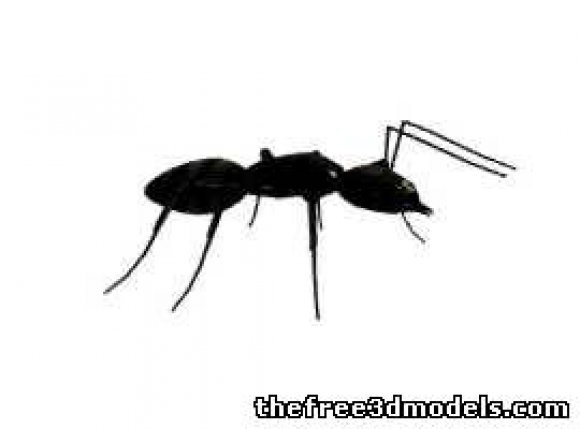 Ant Free 3D Model - .3ds .obj .max .lwo .lws .mtl .sldprt - Free3D
