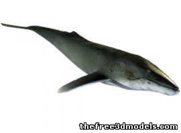 Humpback Fish Free 3D Model - .3ds .obj .max .lwo .mtl .sldprt - Free3D