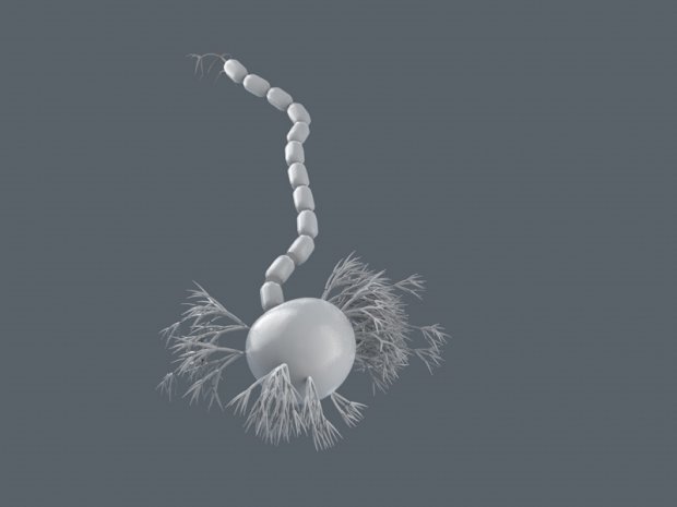 Cell Brain Free 3D Model - .c4d .fbx - Free3D