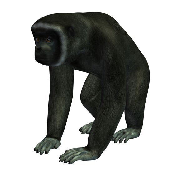 Silvery Gibbon v1 Free 3D Model - .obj .stl - Free3D