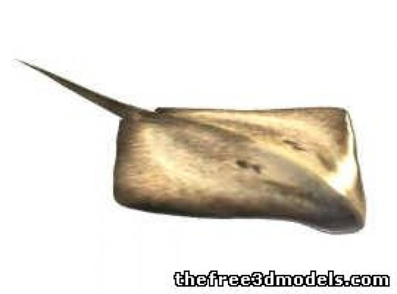 Stingray Free 3D Model - .3ds .obj .max .lwo .mtl .sldprt - Free3D