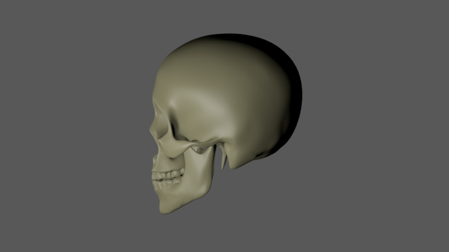 Human skull Free 3D Model - .stl .obj .fbx .dae .3ds - Free3D