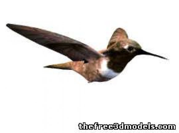 Humming Bird Free 3D Model - .3ds .obj .max .lwo .mtl .sldprt - Free3D