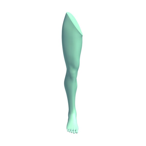 Femaleleg v1 Free 3D Model - .obj .stl - Free3D