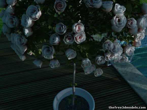Potted Rose Tree Free 3D Model - .c4d - Free3D