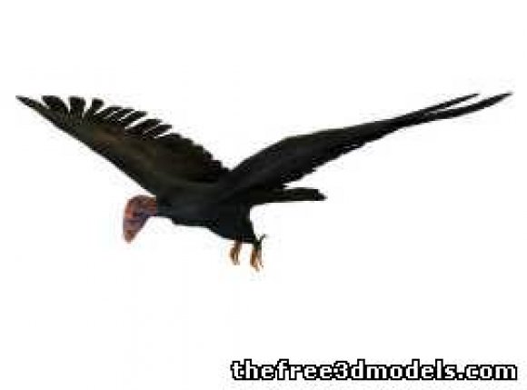Condor Free 3D Model - .3ds .obj .max .lwo .sldprt - Free3D