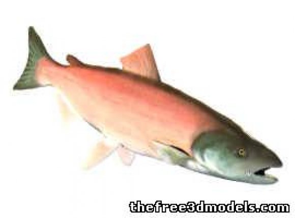 Salmon Free 3D Model - .3ds .obj .max .lwo .mtl .sldprt - Free3D