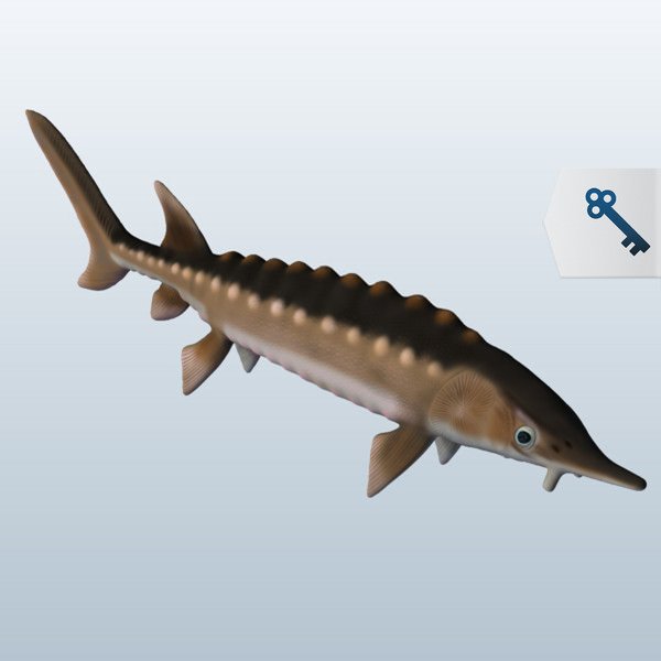 Sturgeon v1 Free 3D Model - .obj .stl - Free3D