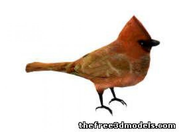Cardinal bird 2 Free 3D Model - .3ds .obj .max .lwo .mtl .sldprt - Free3D