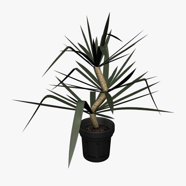 Yucca Plant v1 Free 3D Model - .obj .stl - Free3D