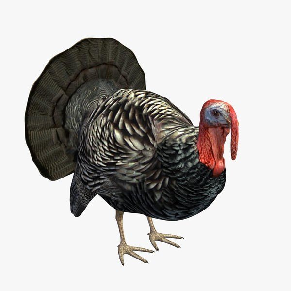 Wild turkey male v2 Free 3D Model - .obj .stl - Free3D