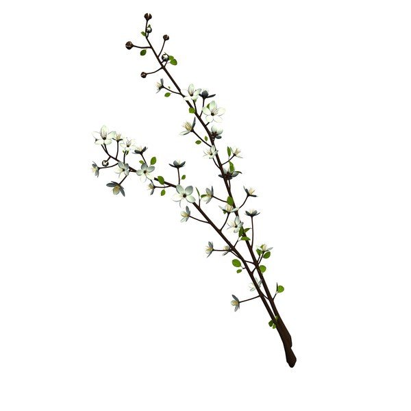 Cherry tree branch v2 Free 3D Model - .obj .stl - Free3D