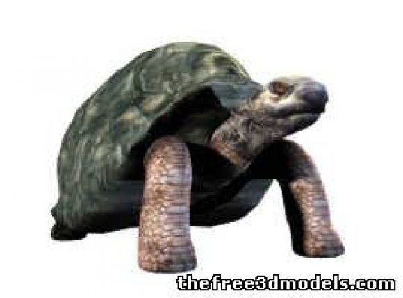 Big Tortoise (turtle) Free 3D Model - .3ds .obj .max .lwo .mtl .sldprt - Free3D