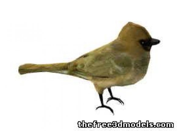 Cardinal bird Free 3D Model - .3ds .obj .max .lwo .mtl .sldprt - Free3D