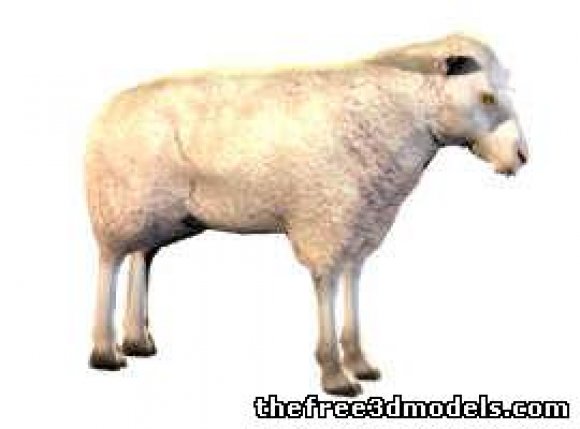 Sheep Free 3D Model - .3ds .obj .max .lwo .sldprt - Free3D