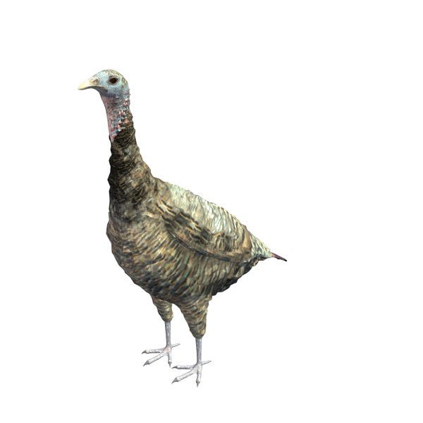 Turkey Wild Female v3 Free 3D Model - .obj .stl - Free3D
