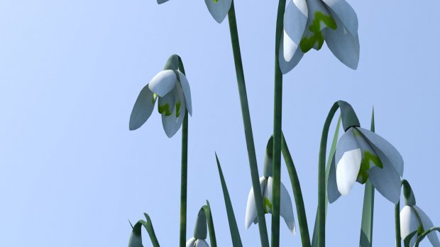 Snowdrops flower Free 3D Model - .obj .max - Free3D
