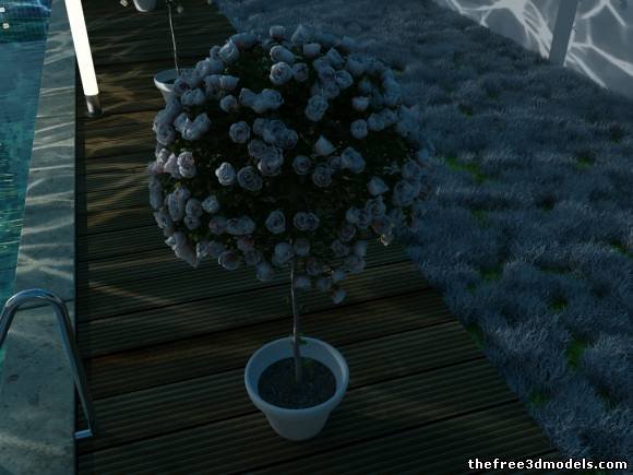 Potted Rose Tree Free 3D Model - .c4d - Free3D
