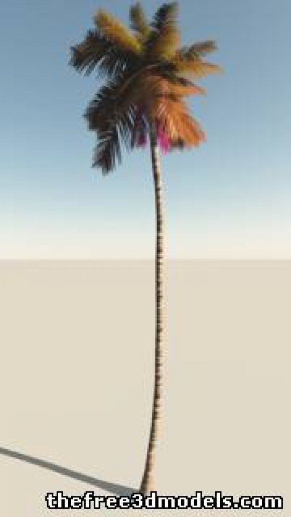 Coconut tree Free 3D Model - .3ds .obj .sldprt - Free3D