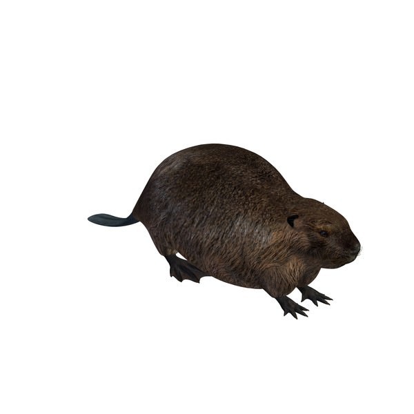 NorthAmericanBeaver v1 Free 3D Model - .obj .stl - Free3D