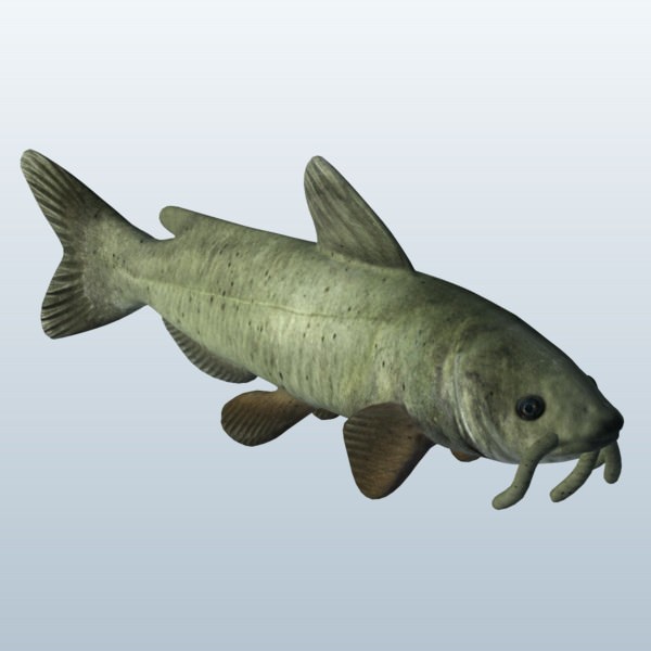 Catfish v1 obj Free 3D Model - .obj .stl - Free3D