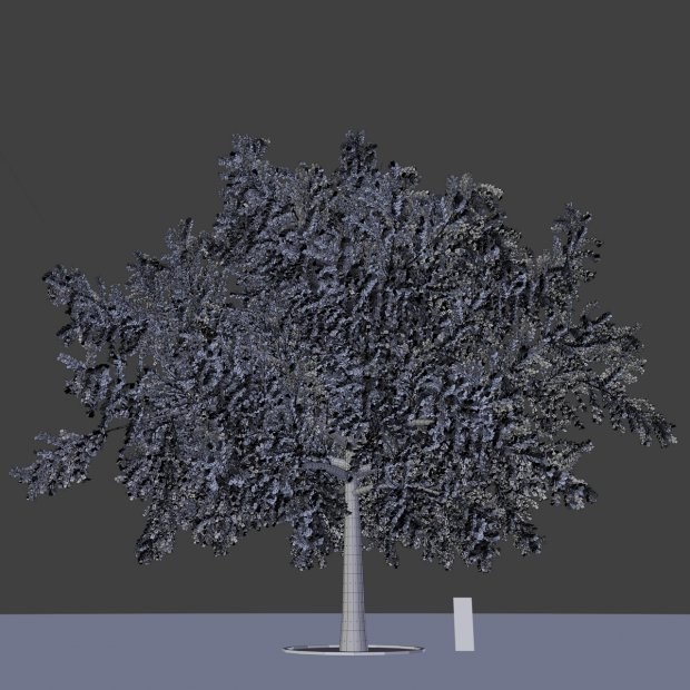 Tree Oak V10 Free 3D Model - .obj - Free3D