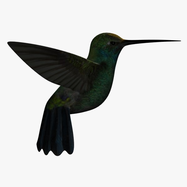 Hummingbird Free 3D Model - .obj .stl - Free3D