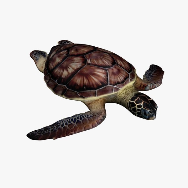 Sea Turtle V1 Free 3D Model - .obj .stl - Free3D