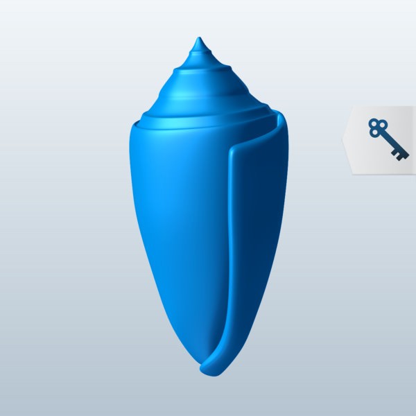 Florida Cone Shell v1 Free 3D Model - .obj .stl - Free3D