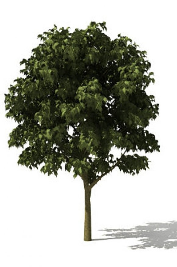 Tree Free 3D Model - .3ds .sldprt - Free3D
