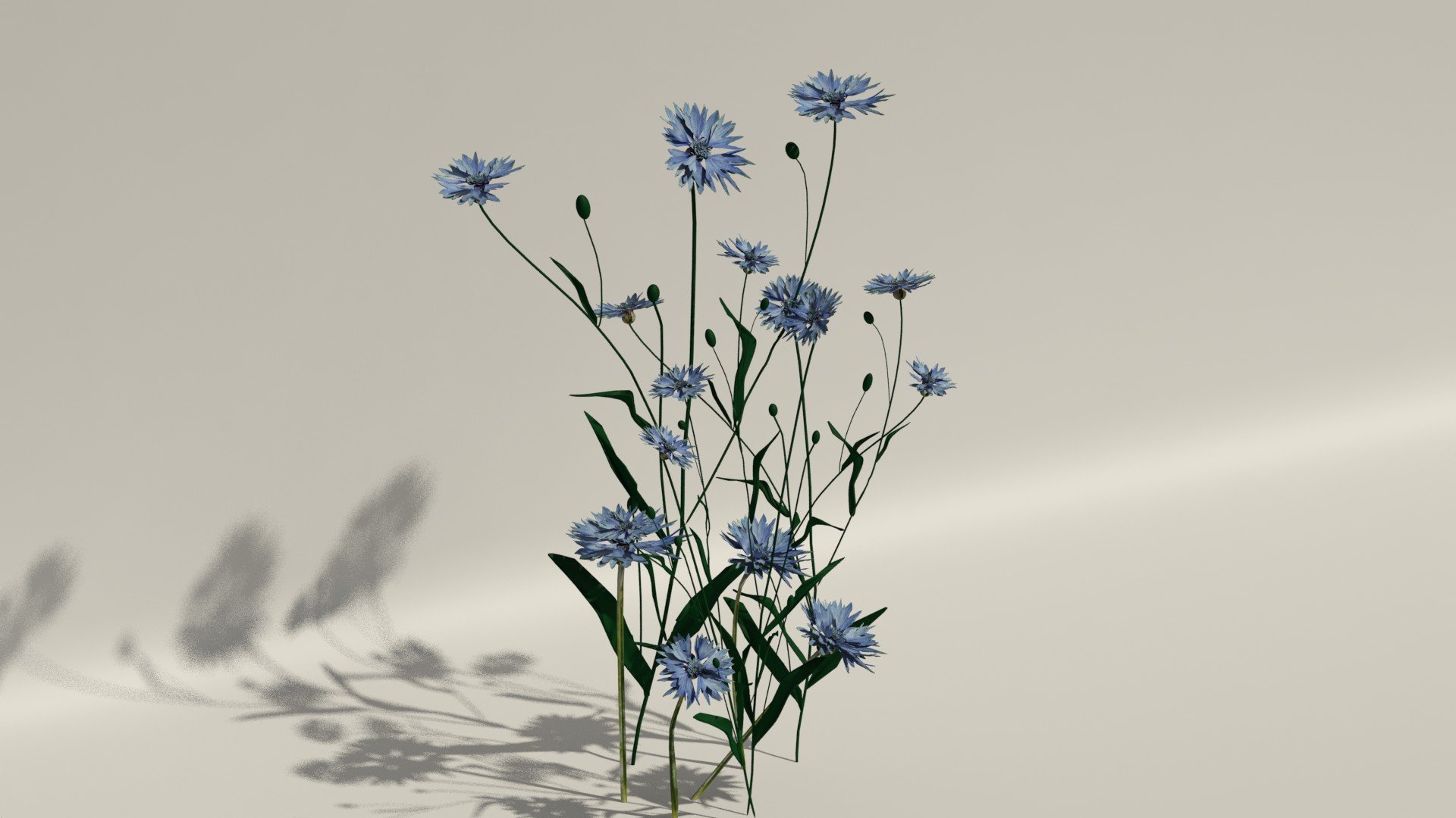Cornflower Free 3D Model - .obj .max - Free3D