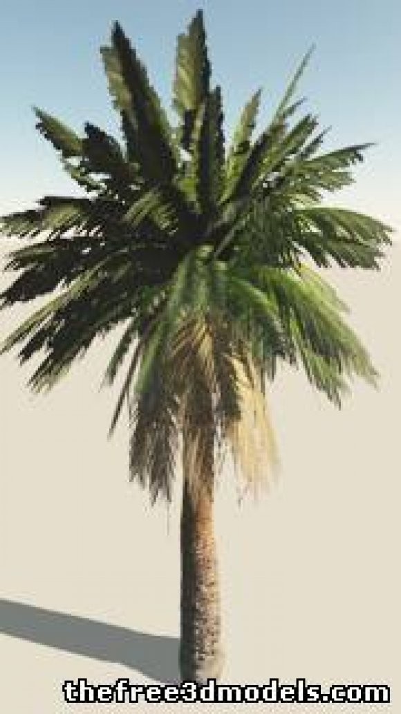 Palm Tree Free 3D Model - .3ds .obj .sldprt - Free3D