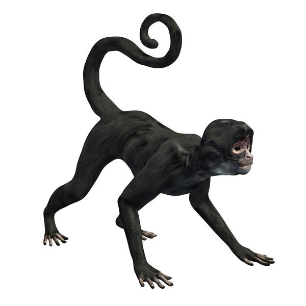 Spider Monkey v1 Free 3D Model - .obj .stl - Free3D