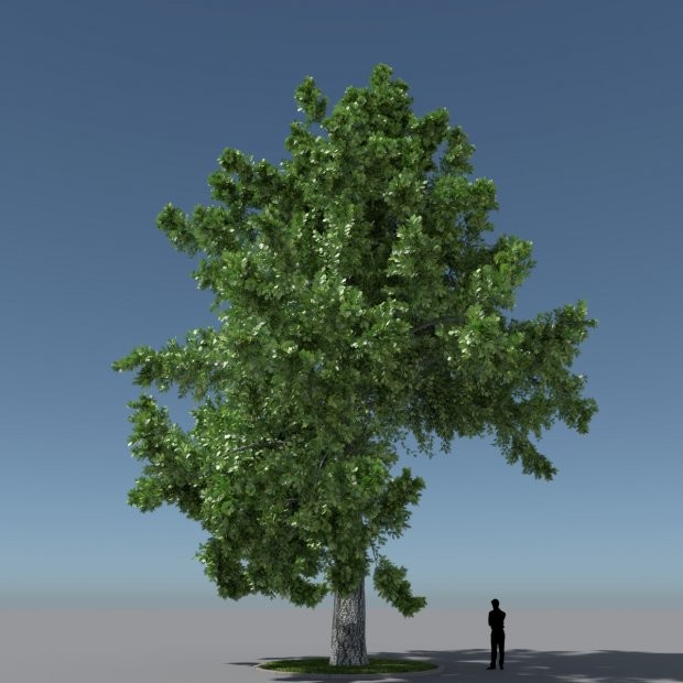 Tree Oak V9 Free 3D Model - .obj - Free3D