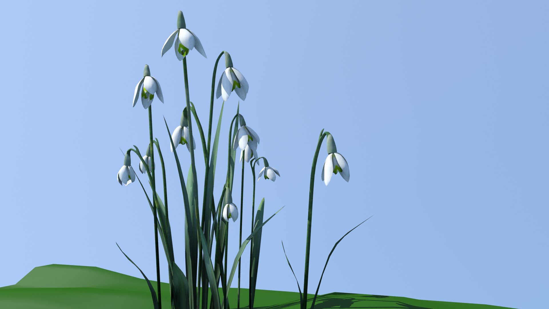 Snowdrops flower Free 3D Model - .obj .max - Free3D