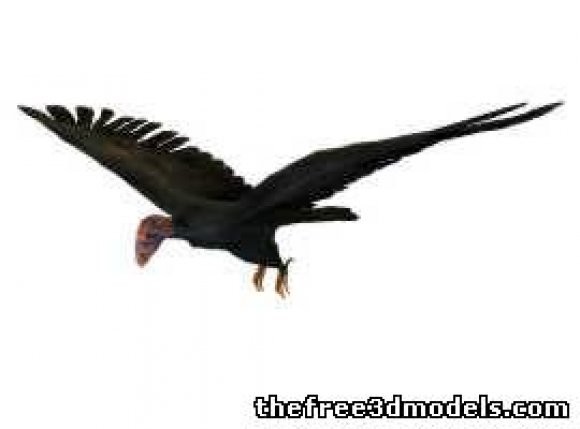 Condor Free 3D Model - .3ds .obj .max .lwo .sldprt - Free3D