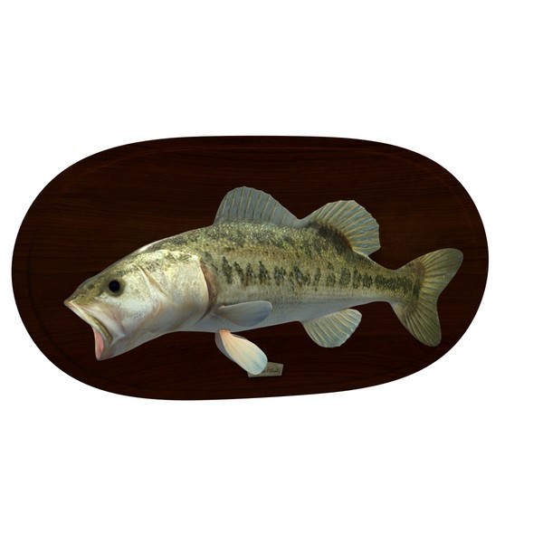 Bass fish v1 Free 3D Model - .obj .stl - Free3D