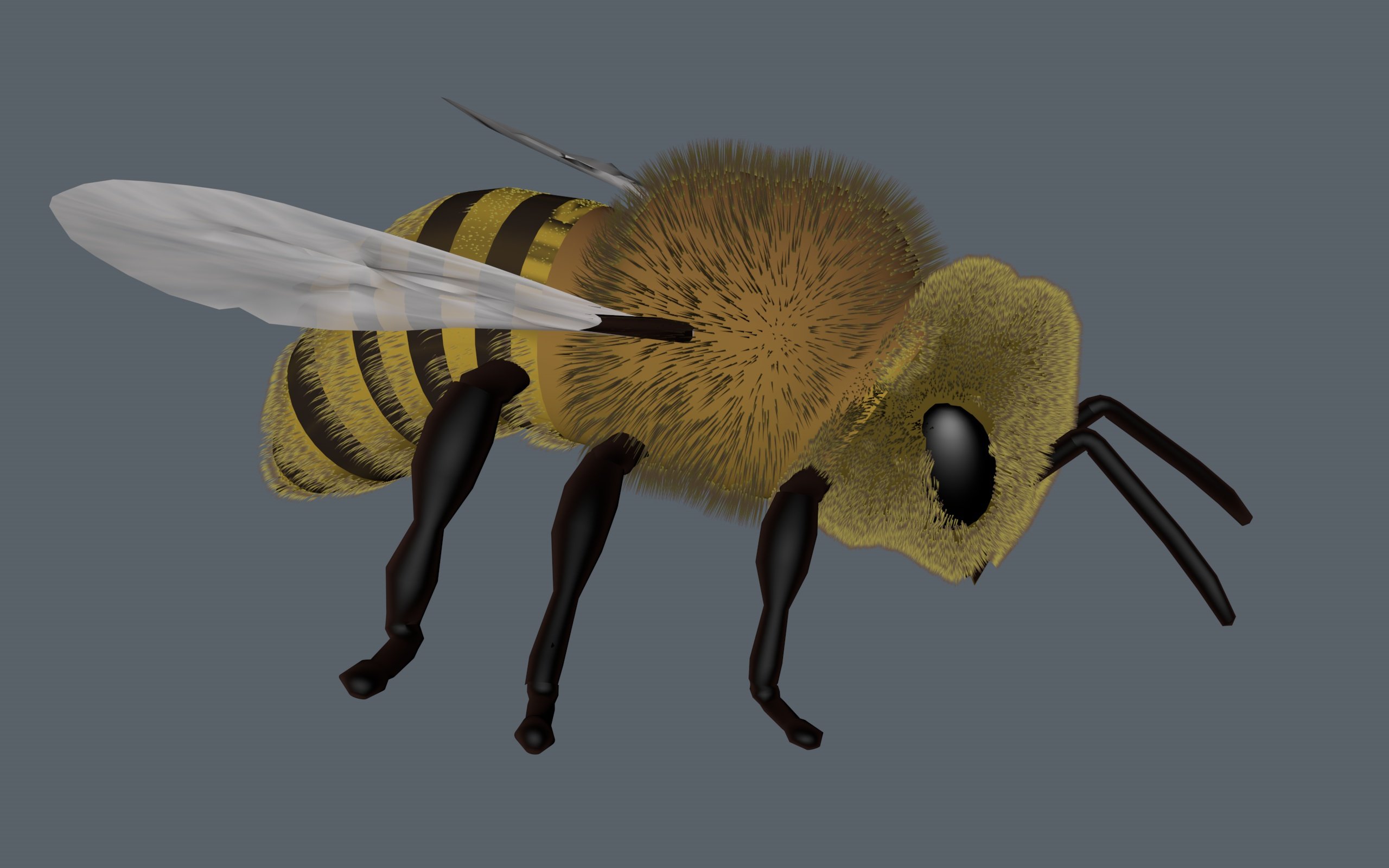 Bee Free 3D Model - .c4d - Free3D