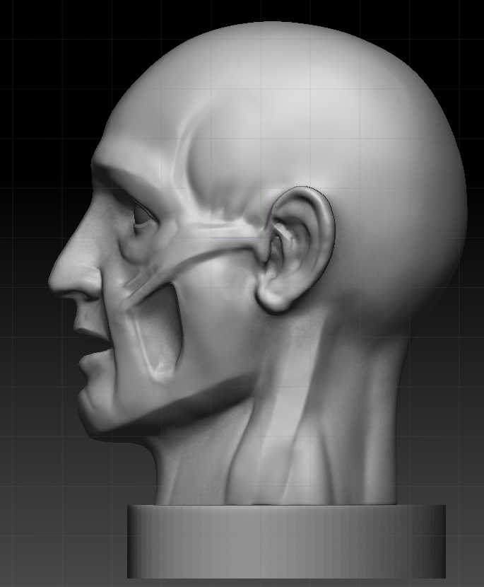 Houdon's Ecorche Free 3D Model - .obj .ztl - Free3D