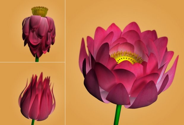 Lotus Flower Rig Free 3D Model - .mb - Free3D