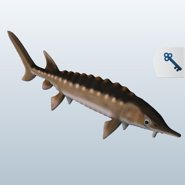 Sturgeon v1 Free 3D Model - .obj .stl - Free3D