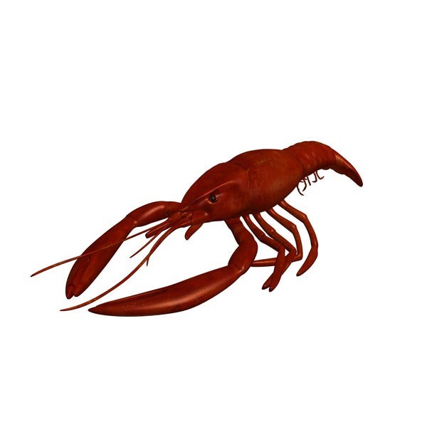 Crawfish v2 Free 3D Model - .obj .stl - Free3D