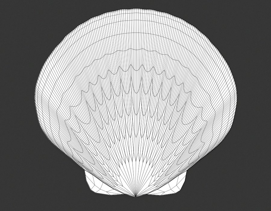 Sea Shell PBR Free 3D Model - .obj .mb .fbx - Free3D
