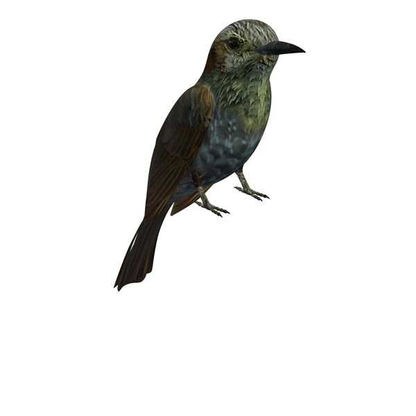 BrownEared Bulbul v1 Free 3D Model - .obj .stl - Free3D