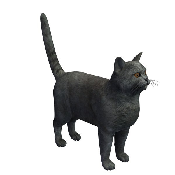 Chartreux v2 Free 3D Model - .obj .stl - Free3D