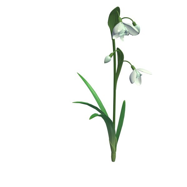 Snowdrop flower v1 Free 3D Model - .obj .stl - Free3D
