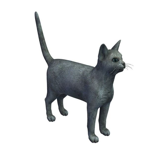 Russian Blue v2 Free 3D Model - .obj .stl - Free3D