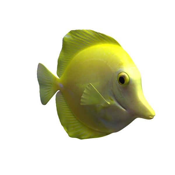 Yellow Tang v1 Free 3D Model - .obj .stl - Free3D