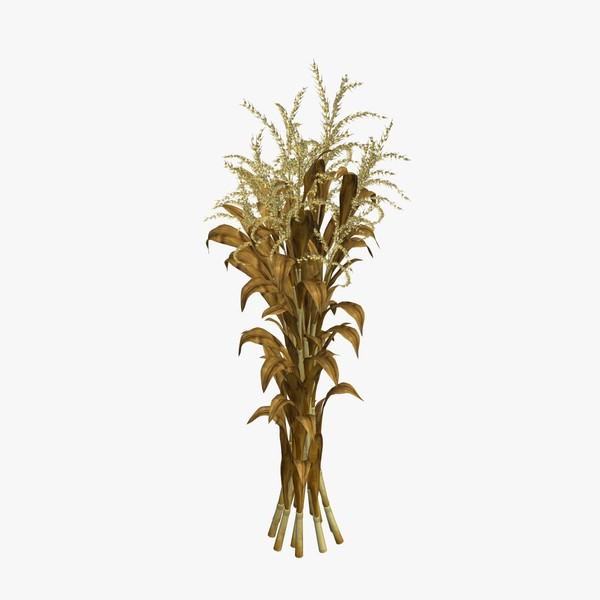 Stalks of Corn V2 Free 3D Model - .obj .stl - Free3D
