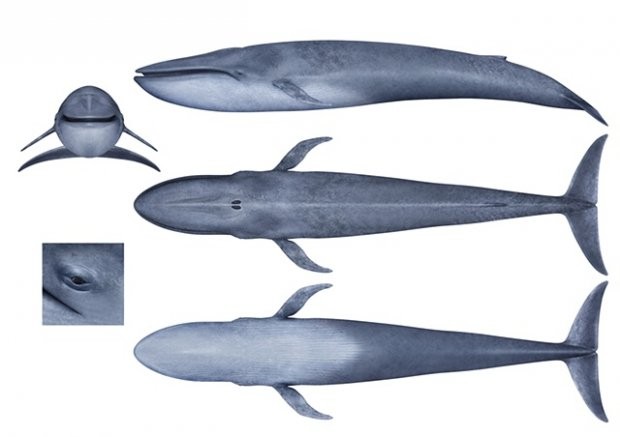 Blue Whale Free 3D Model - .c4d - Free3D